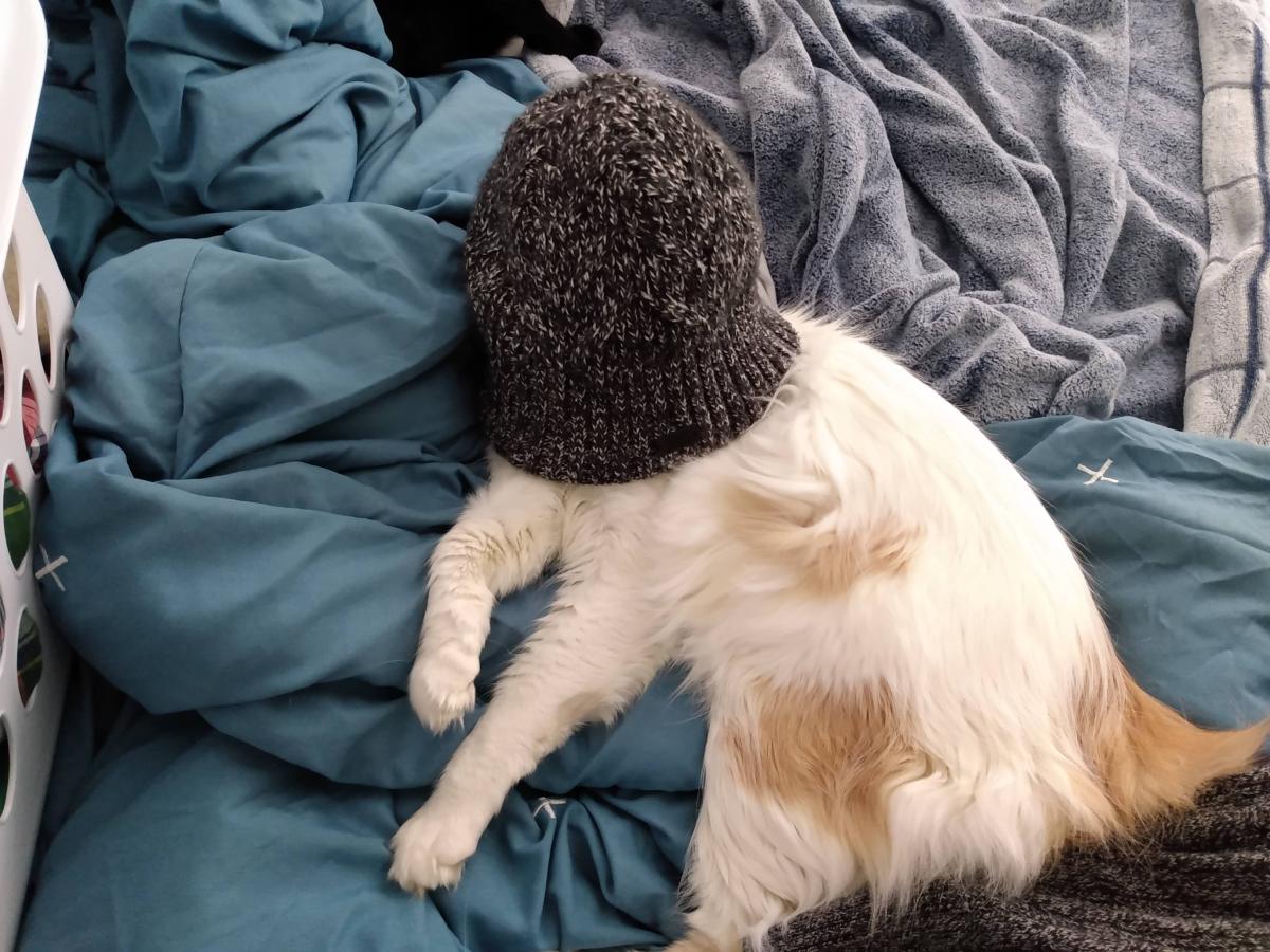 CATS! – Osi Van Dessel